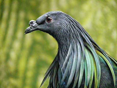 NICOBAR PIGEON photos - wallpapers | the fun bank