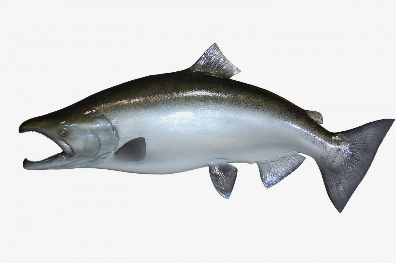 AVEEK- Blogs: Black bear