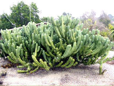 El Garambullo en la Confiteria: CARACTERISTICAS Y ORIGENES DEL GARAMBULLO