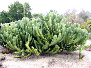 El Garambullo en la Confiteria: CARACTERISTICAS Y ORIGENES DEL GARAMBULLO