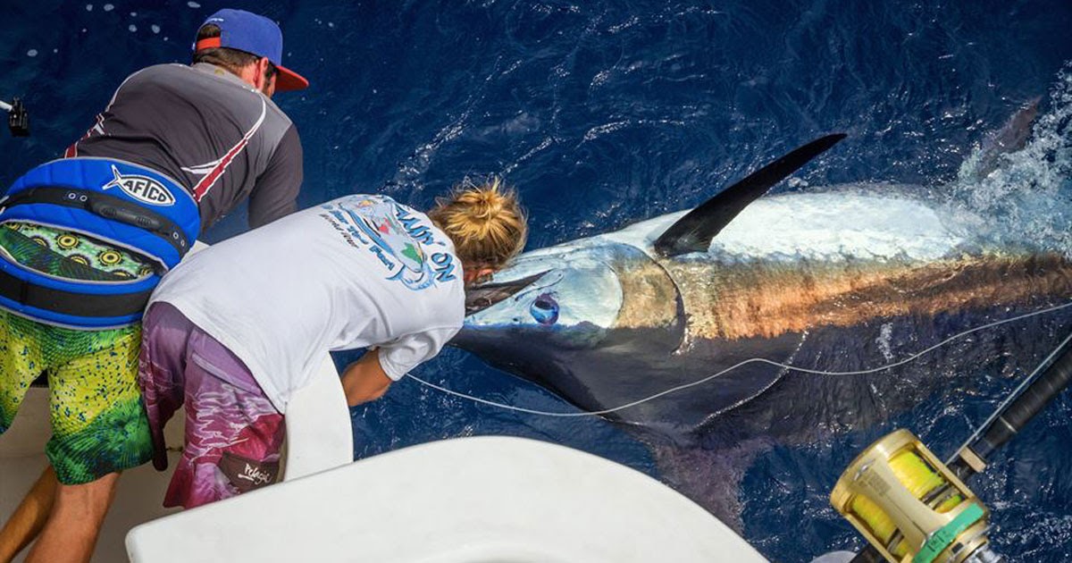 Team Propell fiske: Norsk båt fikk kjempestor marlin