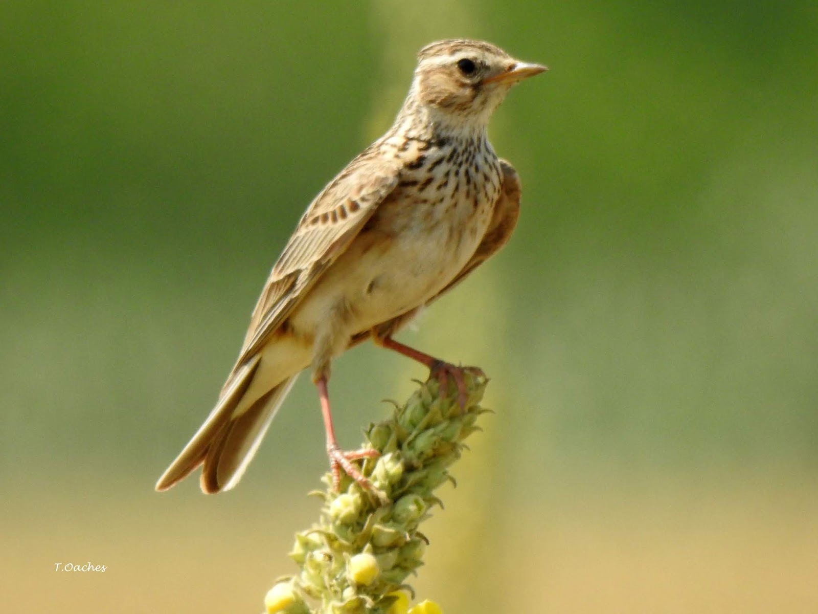 PASARI DIN ROMANIA: CIOCARLIA DE CAMP, Alauda arvensis