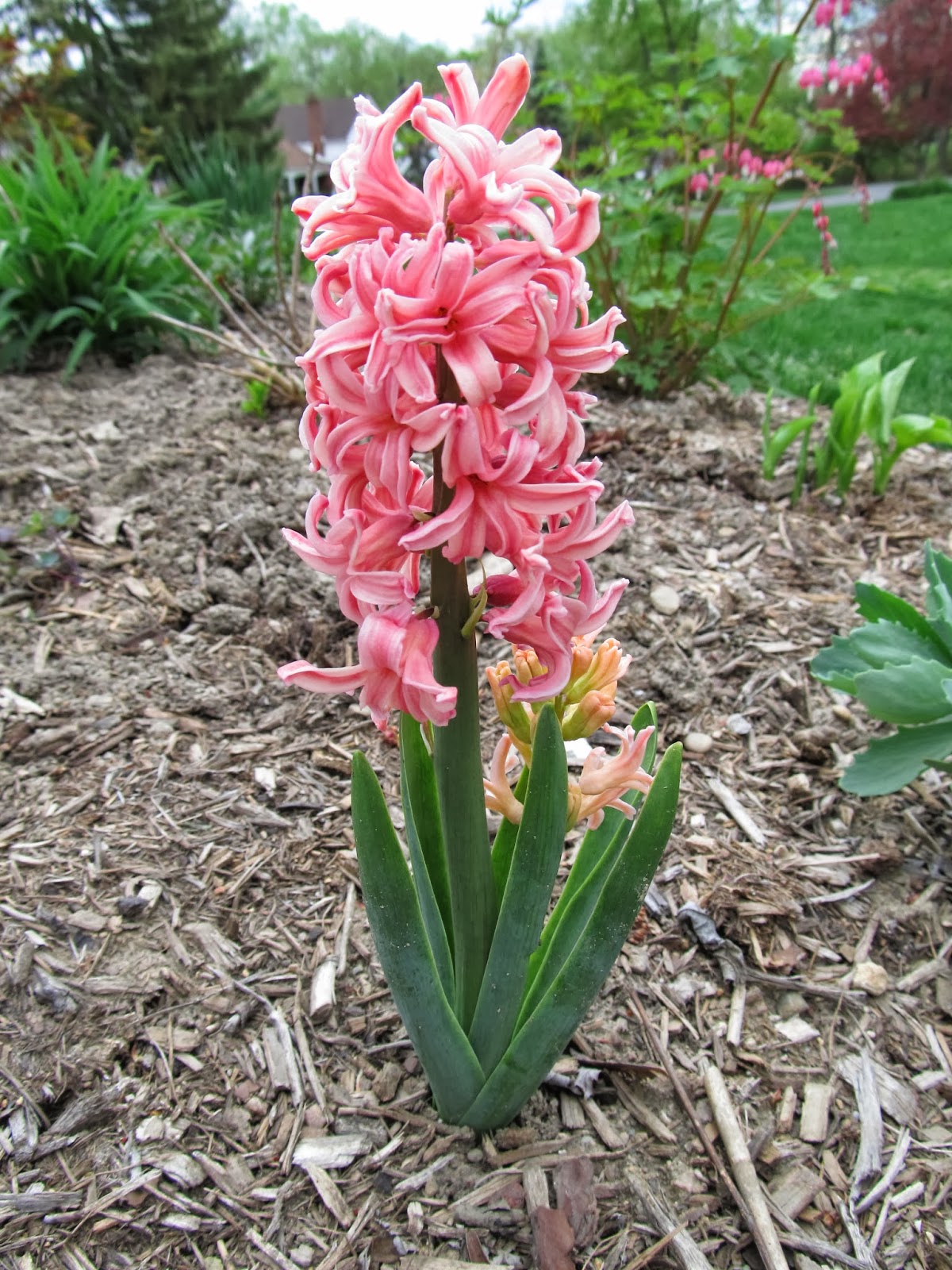 Designing Dreams on a Dime: Spring Blooms