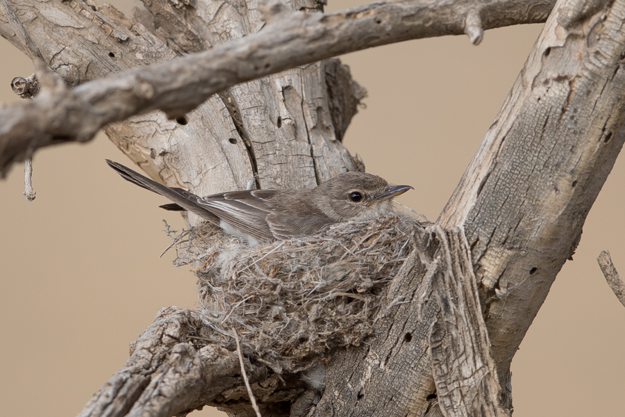 Breeding Gambaga Flycatcher – Wadi Grosbeak | Focusing on Wildlife
