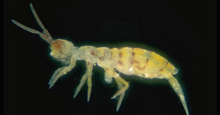 What are springtails? | Facts About All