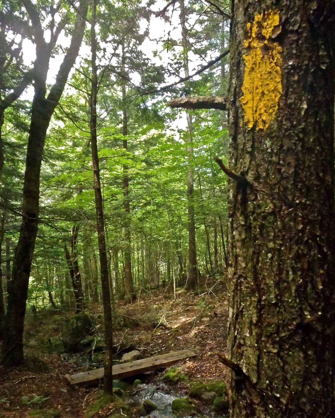The Maine Outdoorsman: Grand Lake Stream Provides Epic Recreational ...