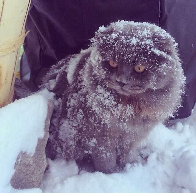 Funny cats - part 86 (40 pics + 10 gifs) | Amazing Creatures