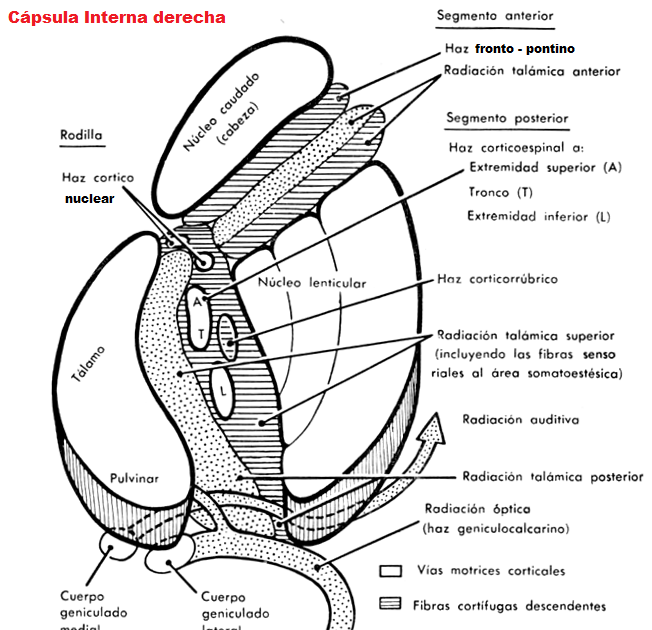 NeuroAnatomía Dr. William Ganem: Láminas para el Examen Final 8