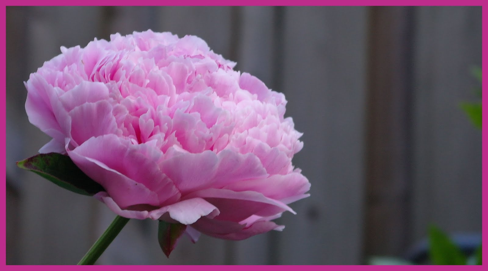 TUSSEN3HAAKJES: Pioenroos