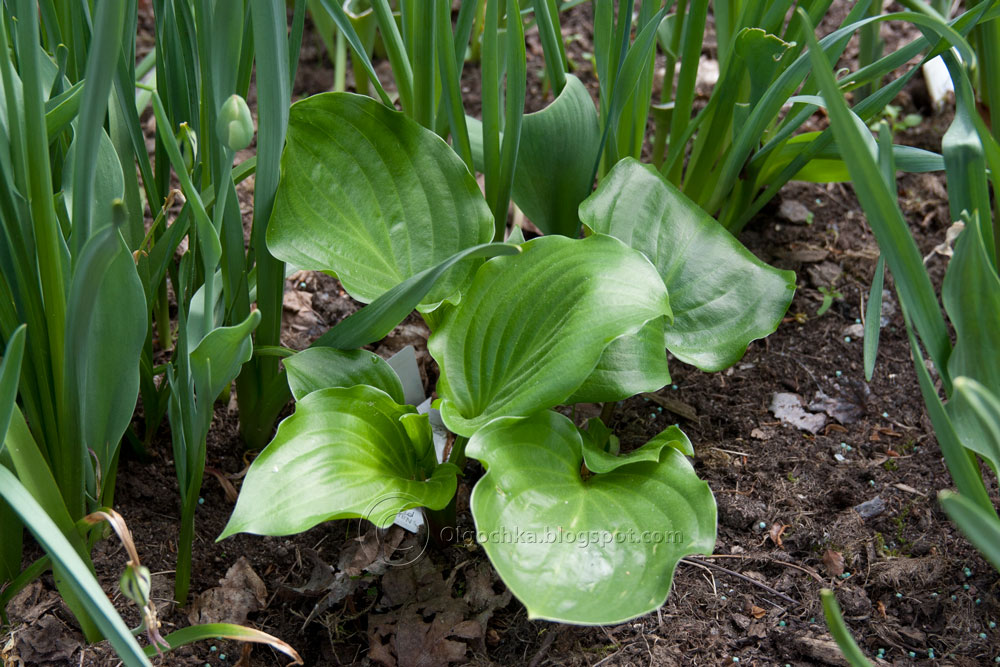 Olga's Garden Blog: Hosta time