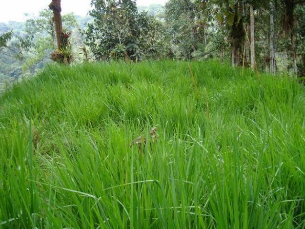 CLONES DE PASTOS DE CORTE MEJORADOS COLOMBIANOS