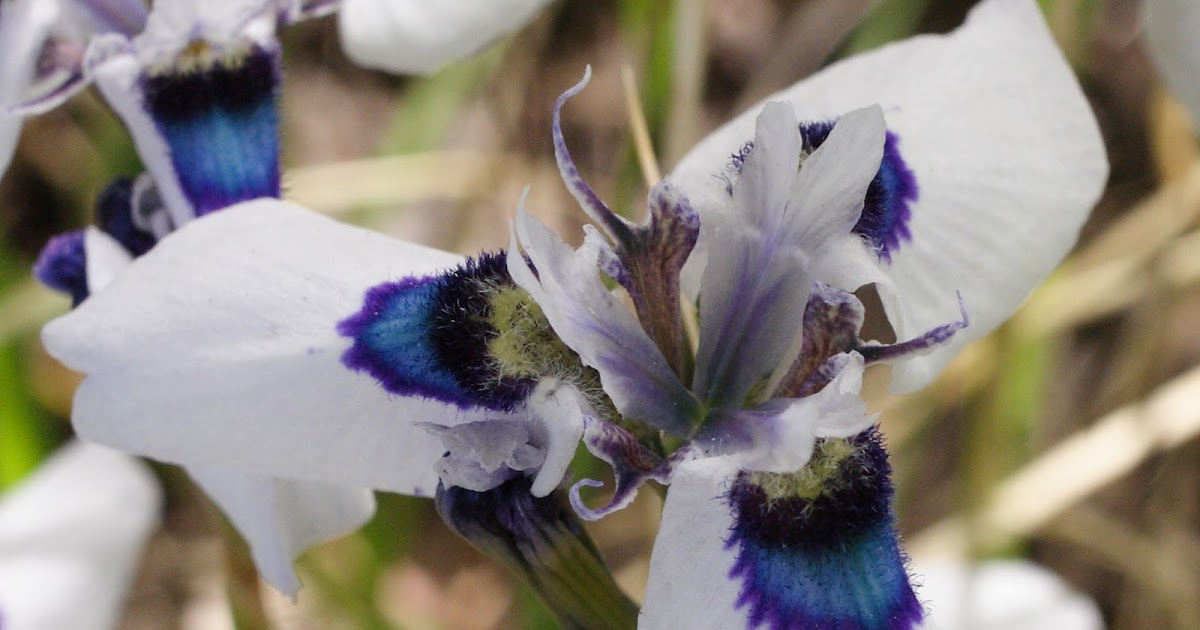 Growing Cool Plants: Moraea MM 13-146