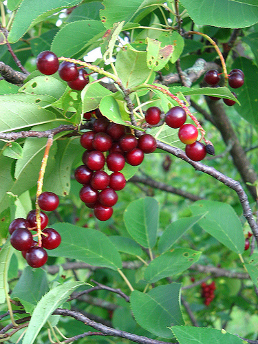 Patchwork, Stitchery & Monsters