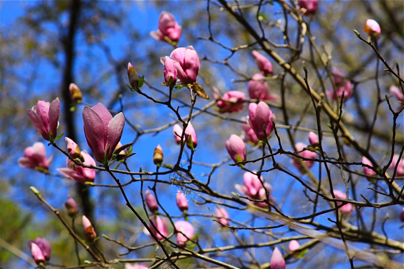 Sweet Southern Days: Japanese Magnolia Blossoms