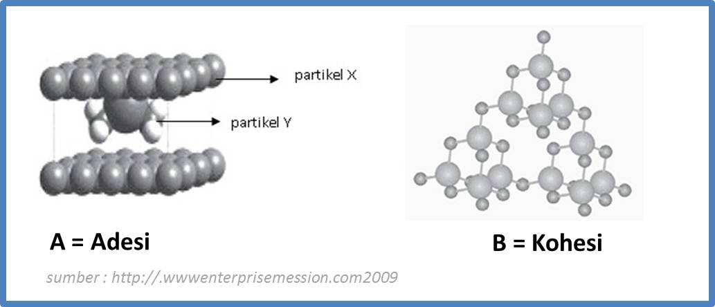 Apa yang Menyebabakan Miniskus Cekung dan Miniskus Cembung? | Universitasku