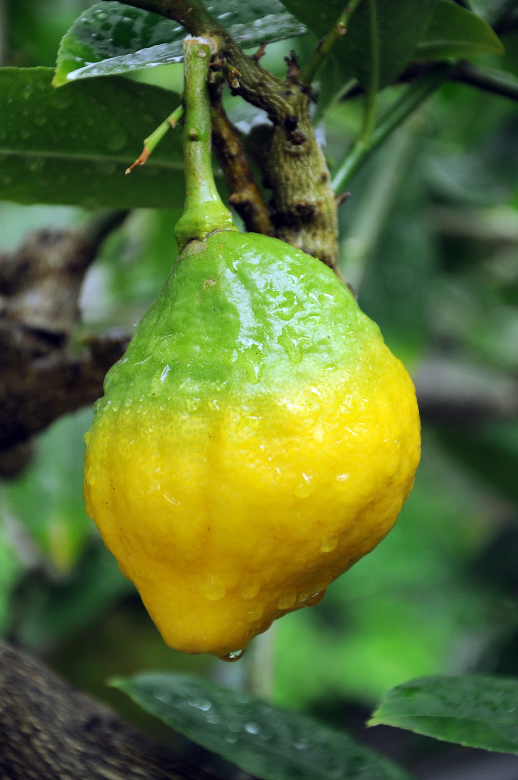 ACravan: La Persicata (Patience Gray's Wild Peach Jam)