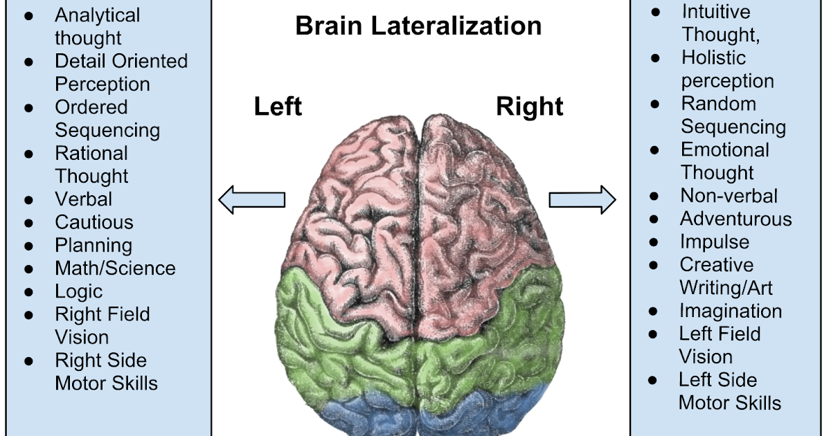 Sąmoningumas: Smegenys