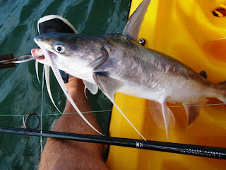 Small Species Study Hard Head Catfish