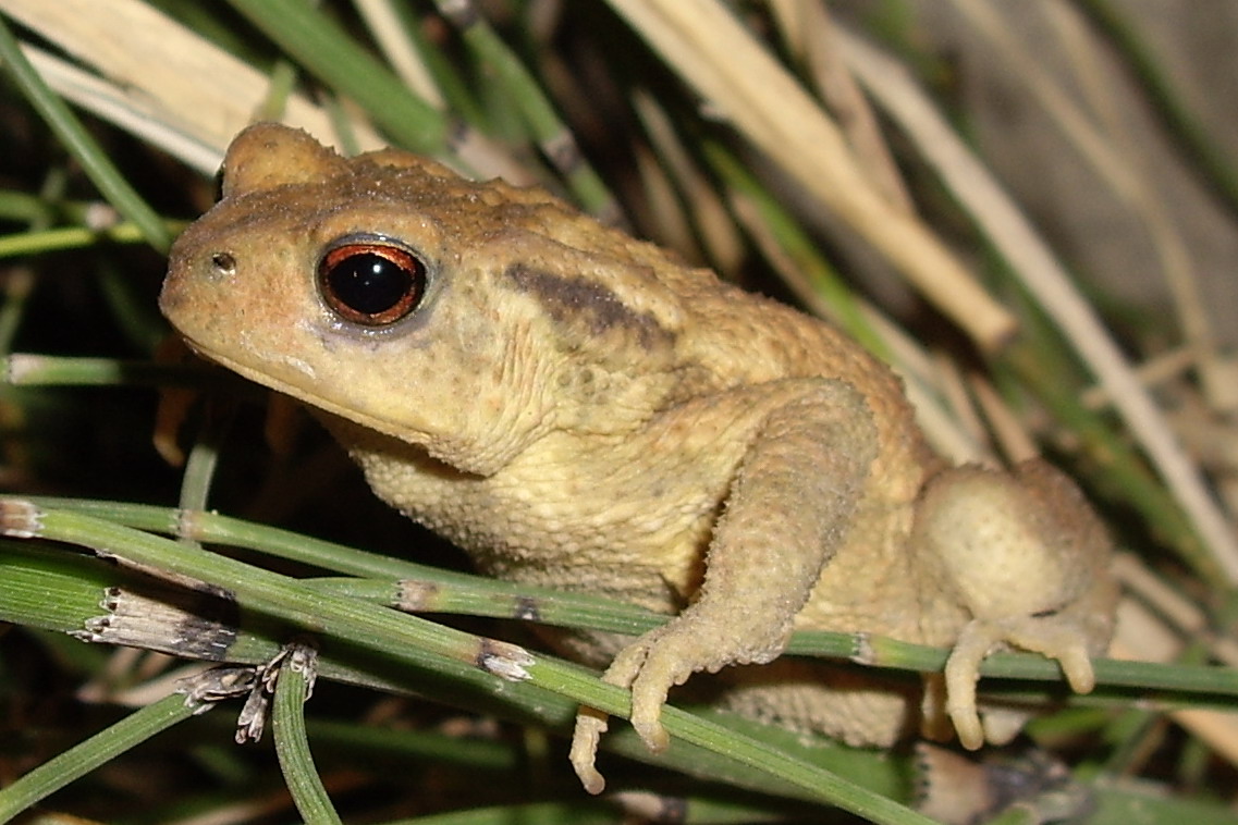 Taxonomía Chordata: Clase Amphibia