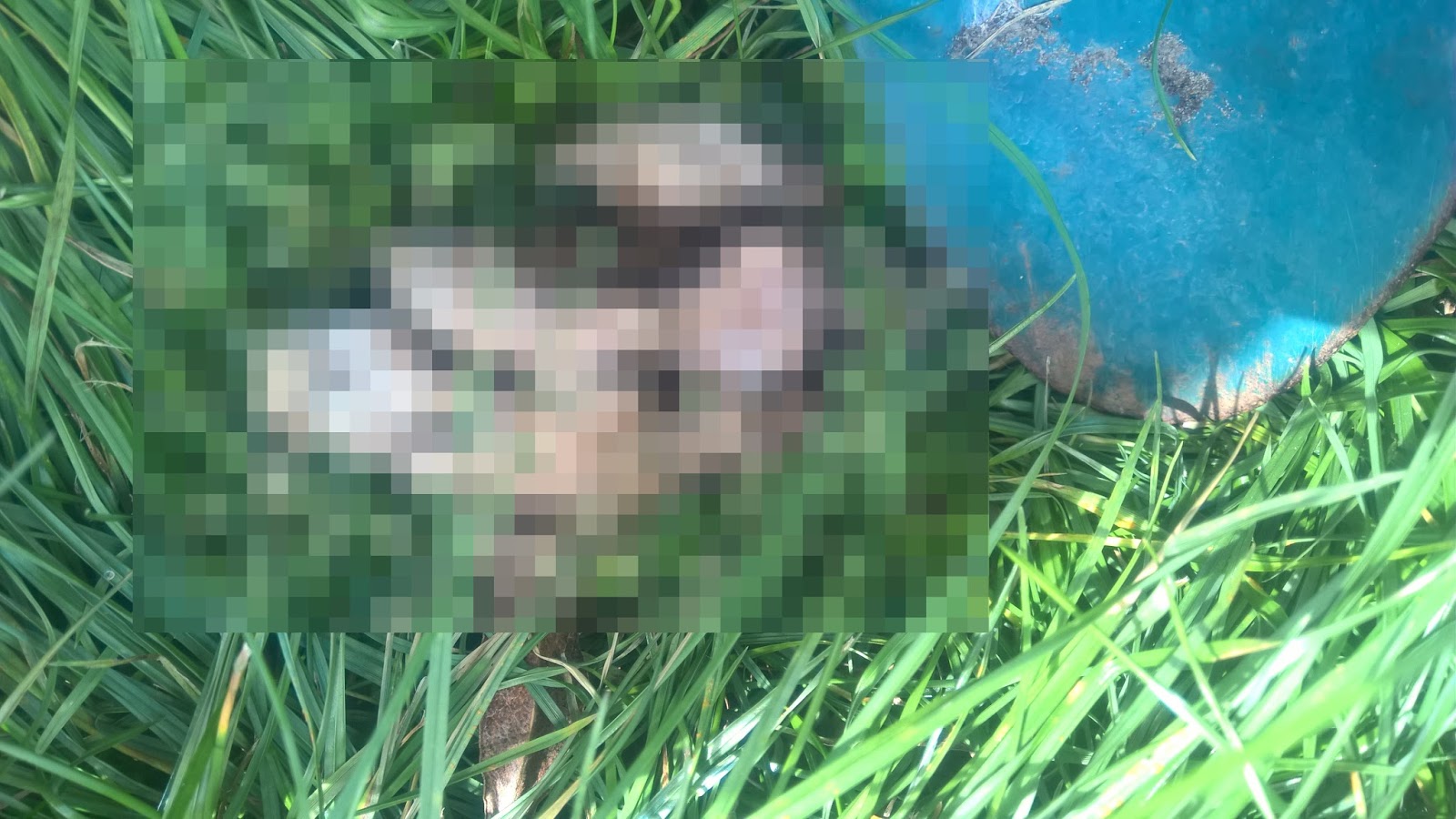 Daniel Ballinger's FishOfPrey.com: The Mad Catter - Salesforce ...