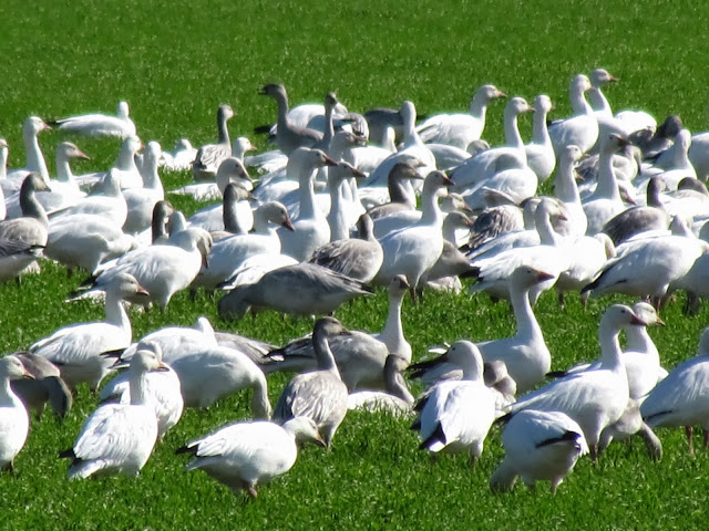 Scene Through My Eyes: The Snow Geese Are Back