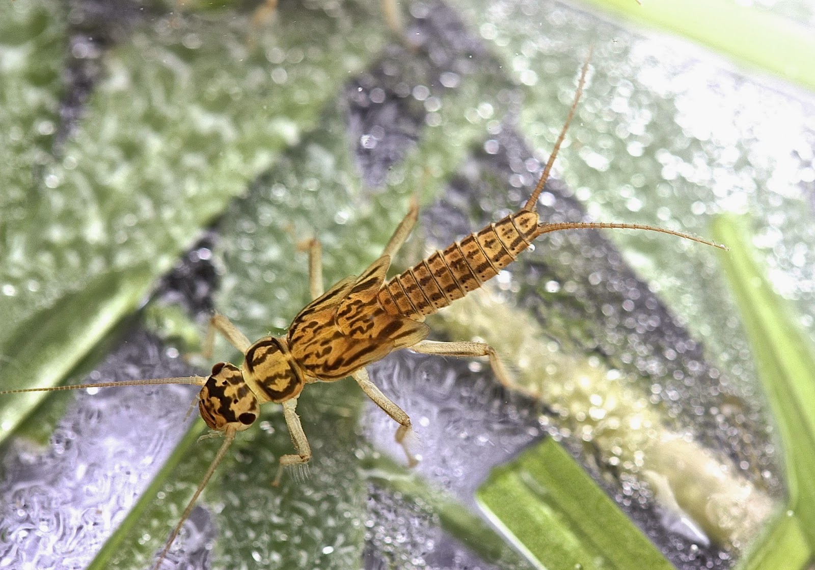 Aquatic Insects of Central Virginia: More "small beginnings" at the ...