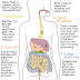 Human Digestive System Diagram And Food Digestion | Safe Health Tips