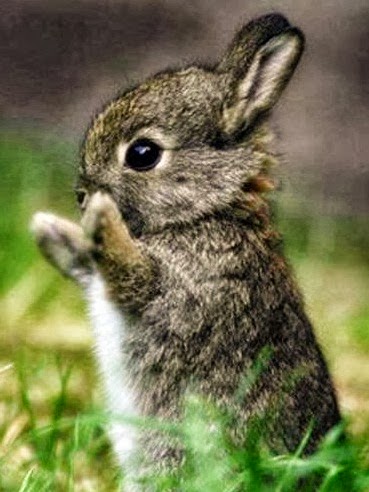 Anak Kelinci Lucu Dan Imut Gambar Foto Kelinci - Bloge Kelinci