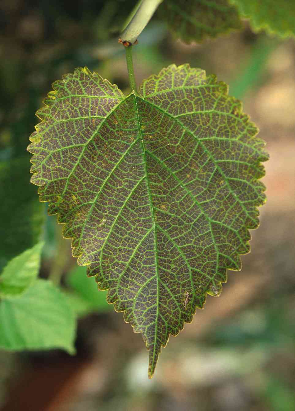 PLANT FAMILIES OF PUERTO RICO AND FLORIDA PAPO VIVES: MORACEAE NUM 9 ...