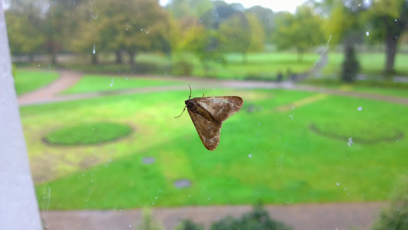 Bowlzee's Little Eye: Moth sleeping on a window pane.