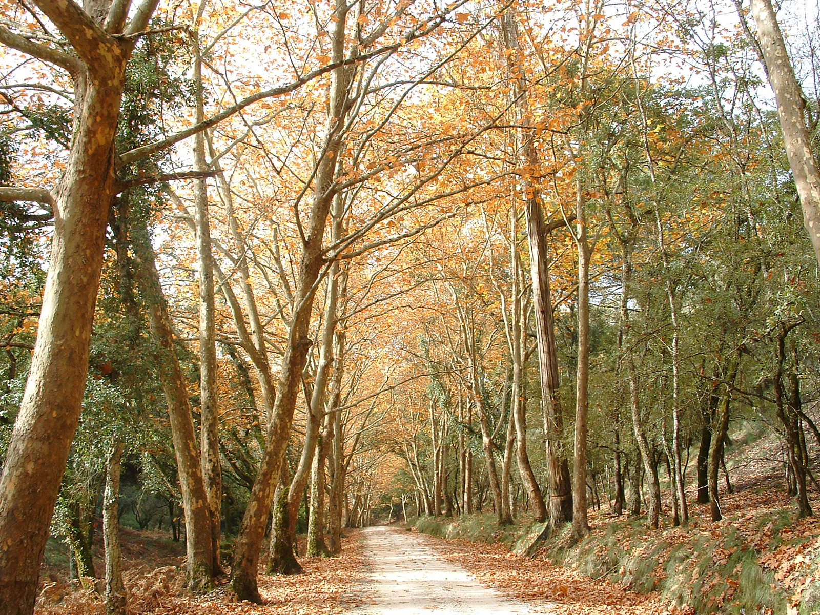 Portugal - Conheça o Mais Belo País da Europa : Tapada Nacional de Mafra