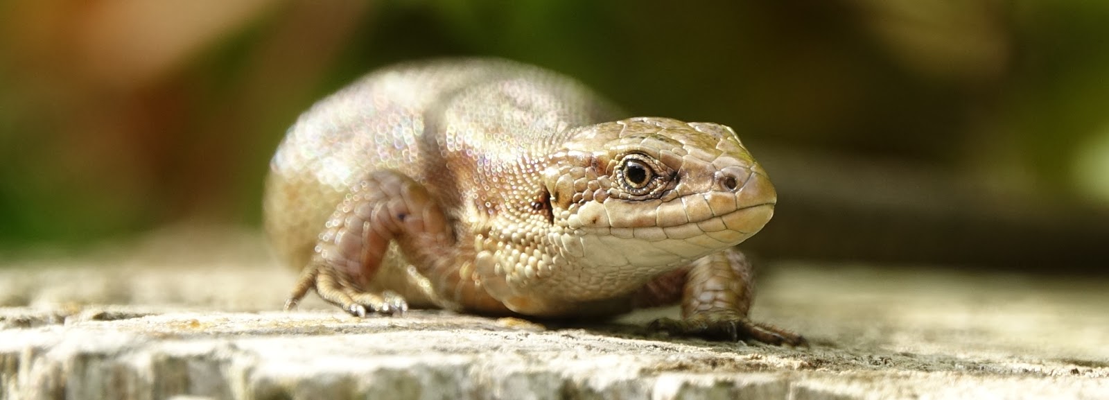 Het wel en wee van een familie levendbarende hagedissen.