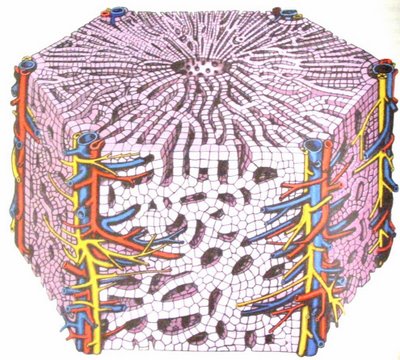 FISIOLOGIA HUMANA: HIGADO Y SISTEMA BILIAR-ANATOMIA FISIOLOGICA DEL HIGADO