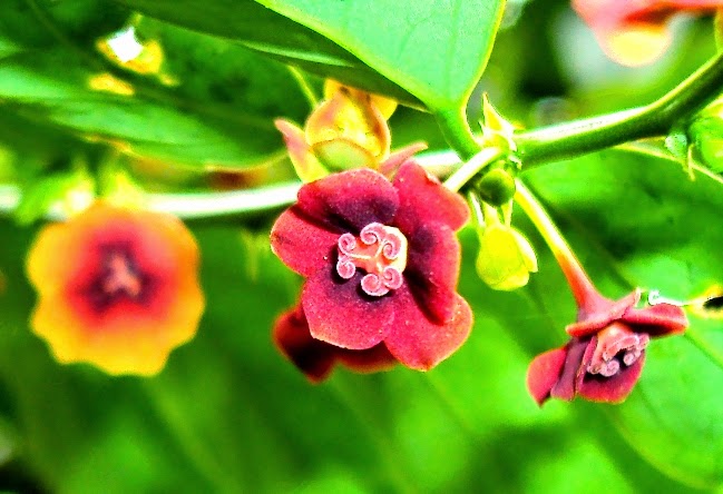 Ayam Ngampus: MENGENAL DAUN KATUK