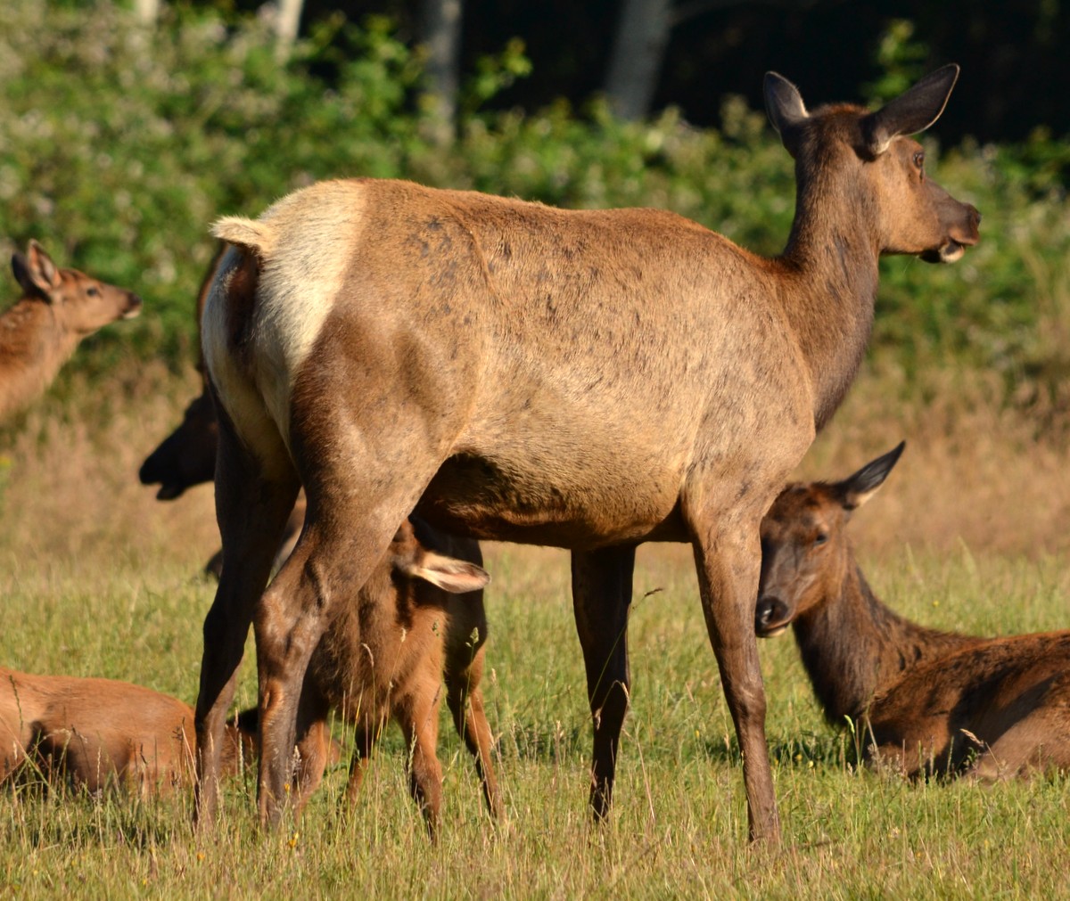 Woods Walks And Wildlife July 2015