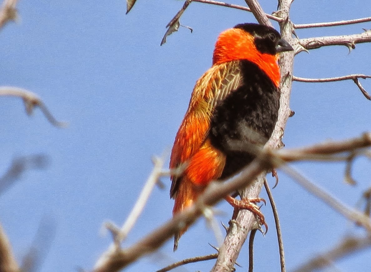 Birding for a Lark: To Awash National Park, Ethiopia