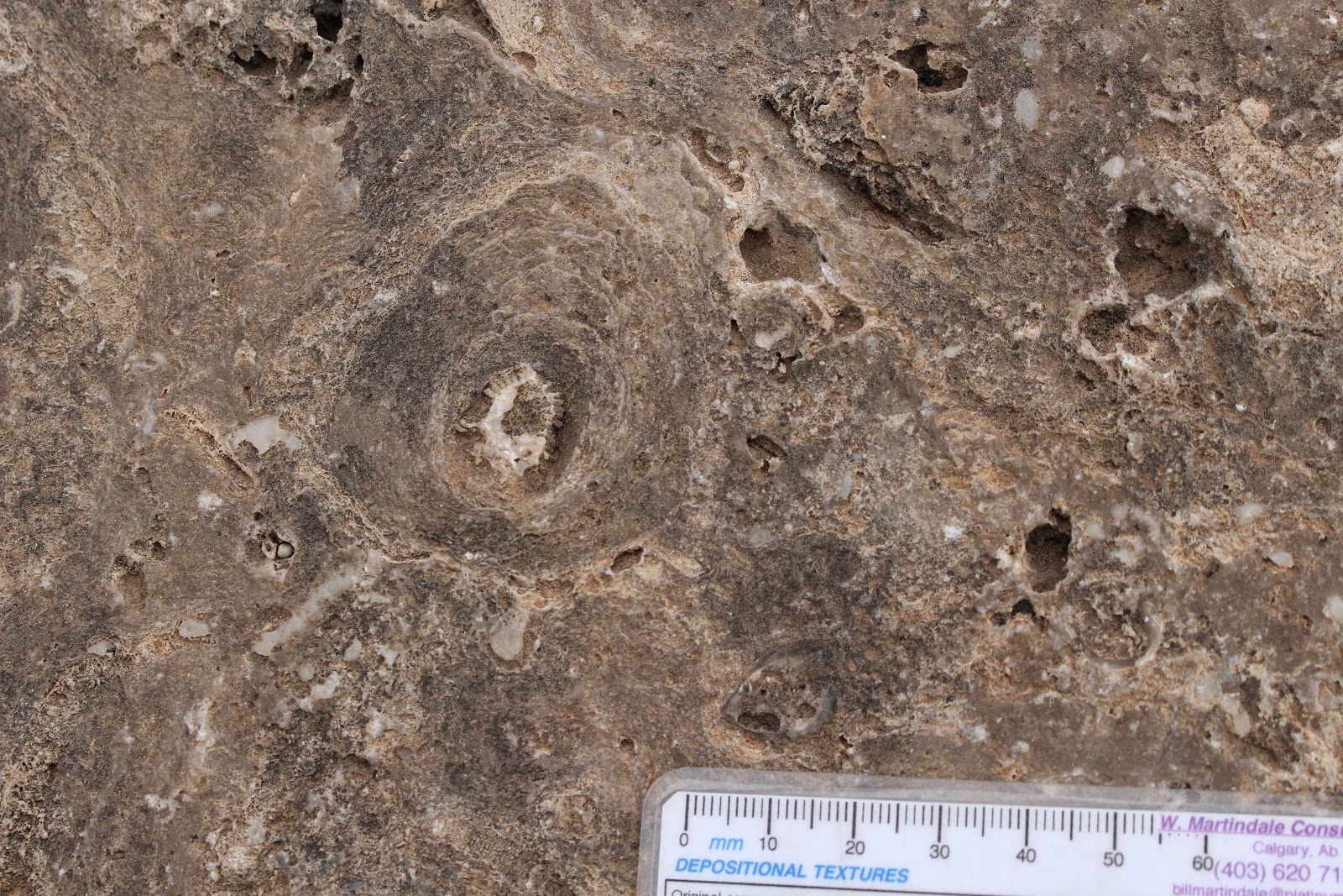 Finding Fossils...: The Permian Capitan Reef