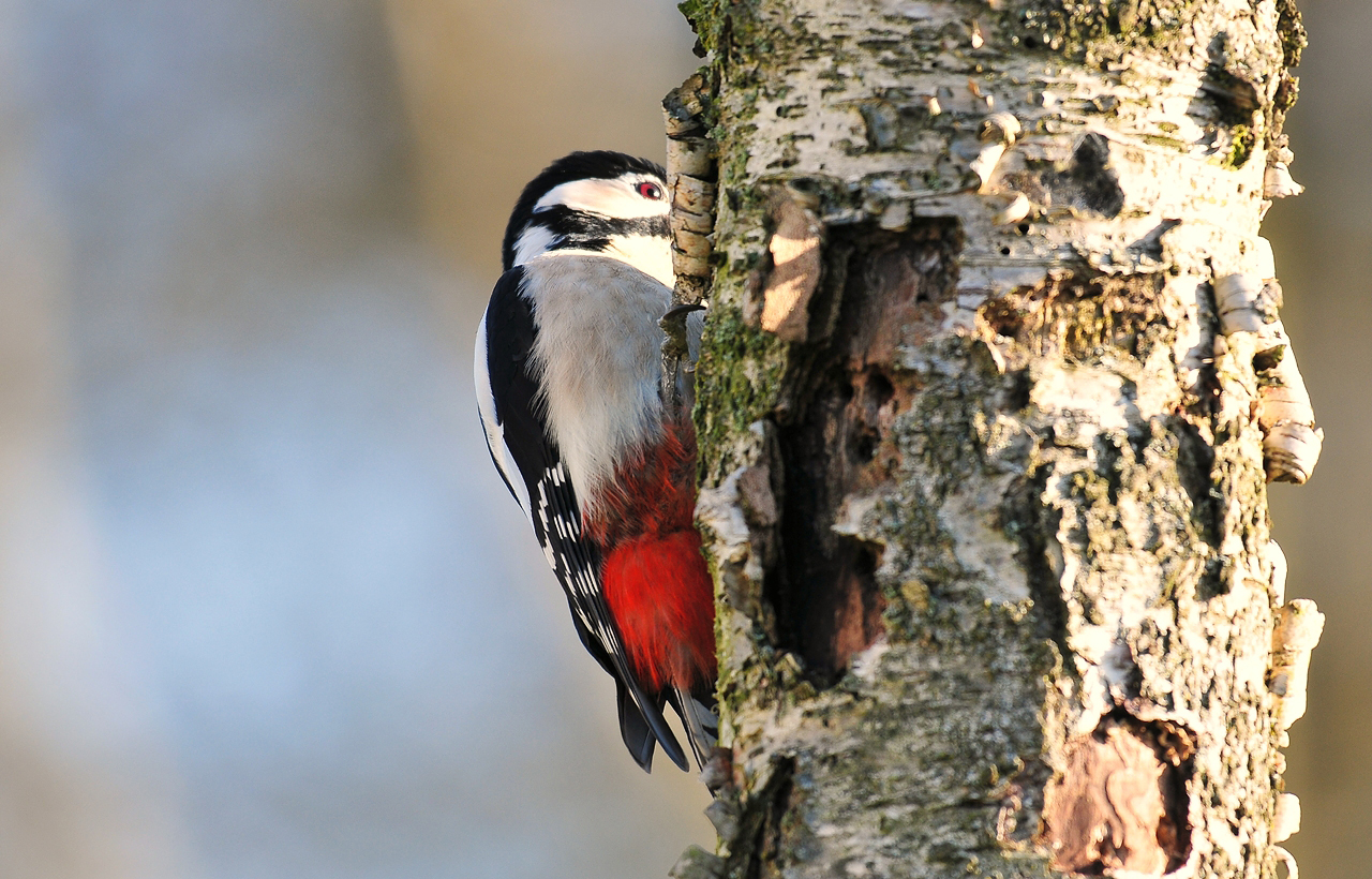 Jozef van der Heijden - Natuurfotografie: Een Parel van een Grote bonte ...
