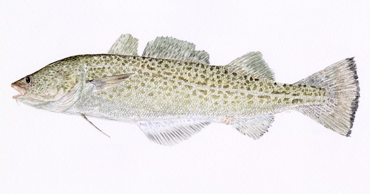 Pescadotes: gulf of maine atlantic cod