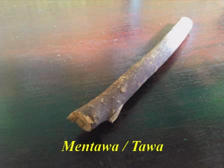 Kayu tawa atau Mentawa ini banyak tumbuh dilereng Gunung Lawu tetapi ...