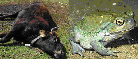 Es puro verso.......: Vaca Muerta, Sapo Vivo