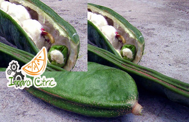 Naranjas ricas naranjas y frutas exoticas: El Chalahuhite