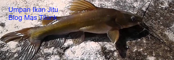 Perbedaan Ikan Sembilang Dan Ikan Lele