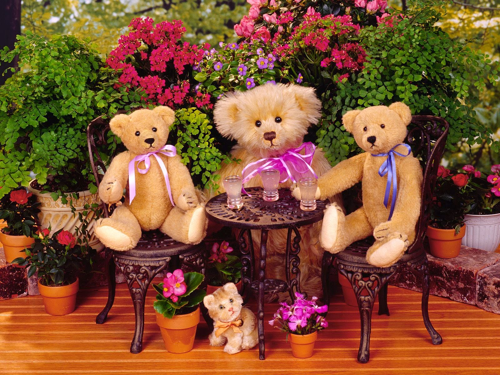 Teddy Collection