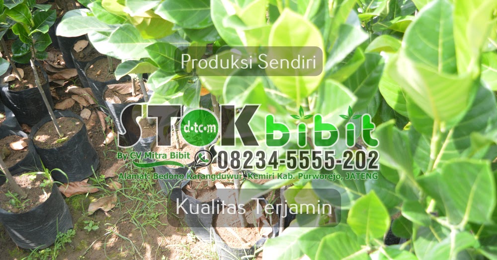 Ki hujan atau Trembesi pohon trembesi kecil - bibit mangga agrimania