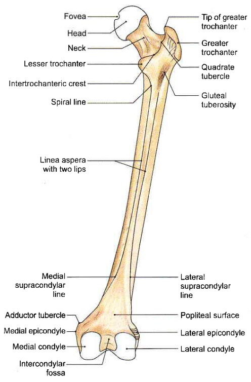 Femur