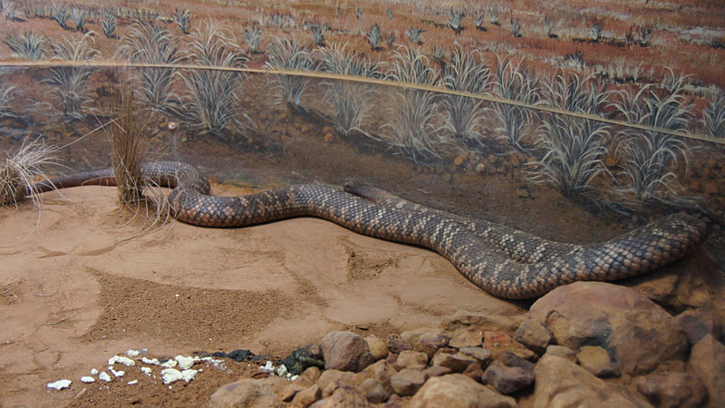 Little Lamb's Kitchen ~.~: 2 Dec 11 – Day 8 (Australia Zoo)