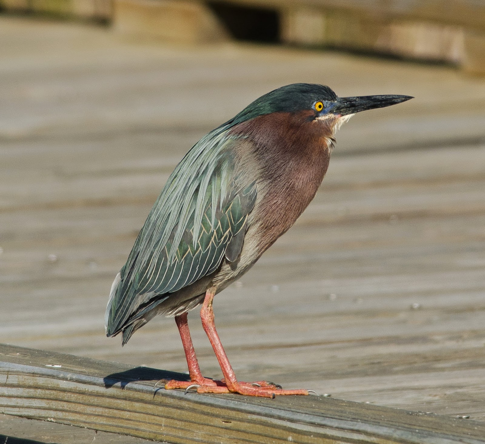 Gordon's Birding Adventures: Texas: The Final Day