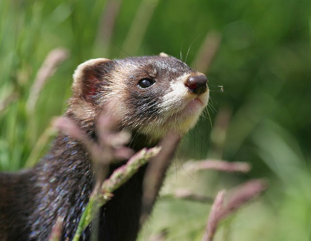 Turismo Abaurrea: El Turón