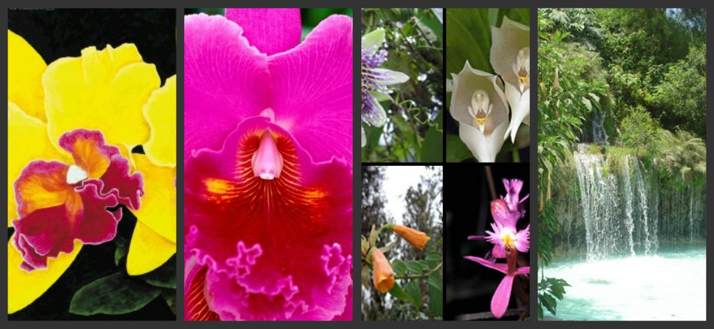 FAUNA Y FLORA COLOMBIANA: FAUNA Y FLORA COLOMBIANA